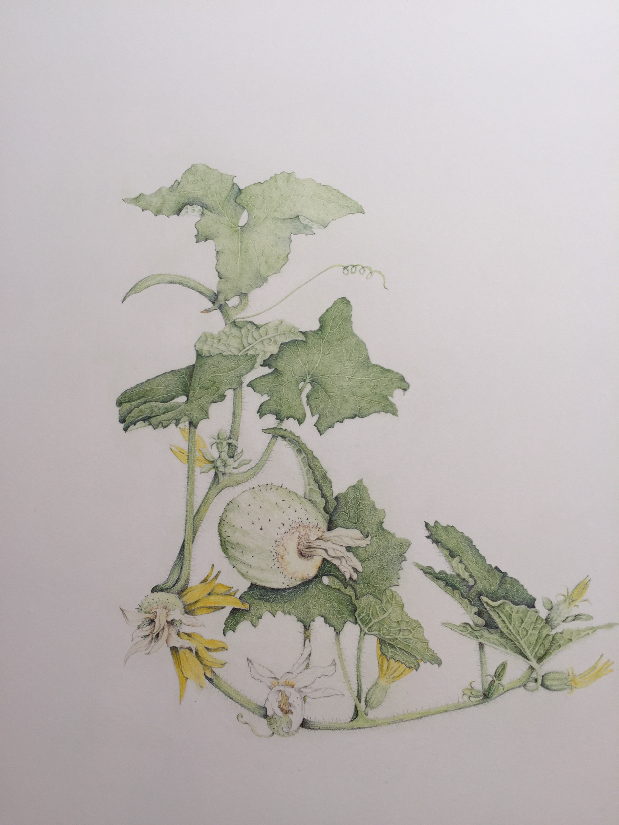 Lemon Boy Cucumber | California KD Did